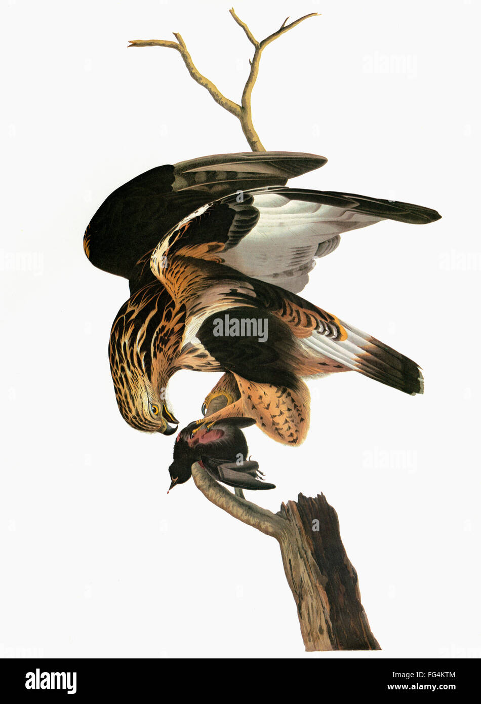 AUDUBON: HAWK. /nRough-legged Hawk (Buteo lagopus). Engraving after ...