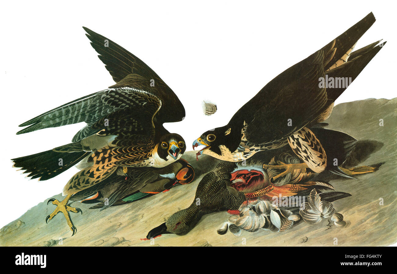 AUDUBON: FALCON. /nPeregrine Falcon, or Duck Hawk (Falco peregrinus ...