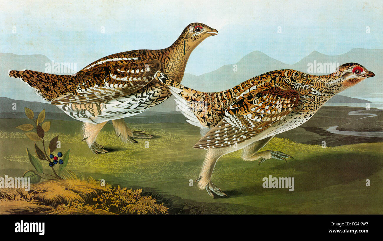 AUDUBON: GROUSE. /nSharp-tailed Grouse (Tympanuchus phasianellus ...