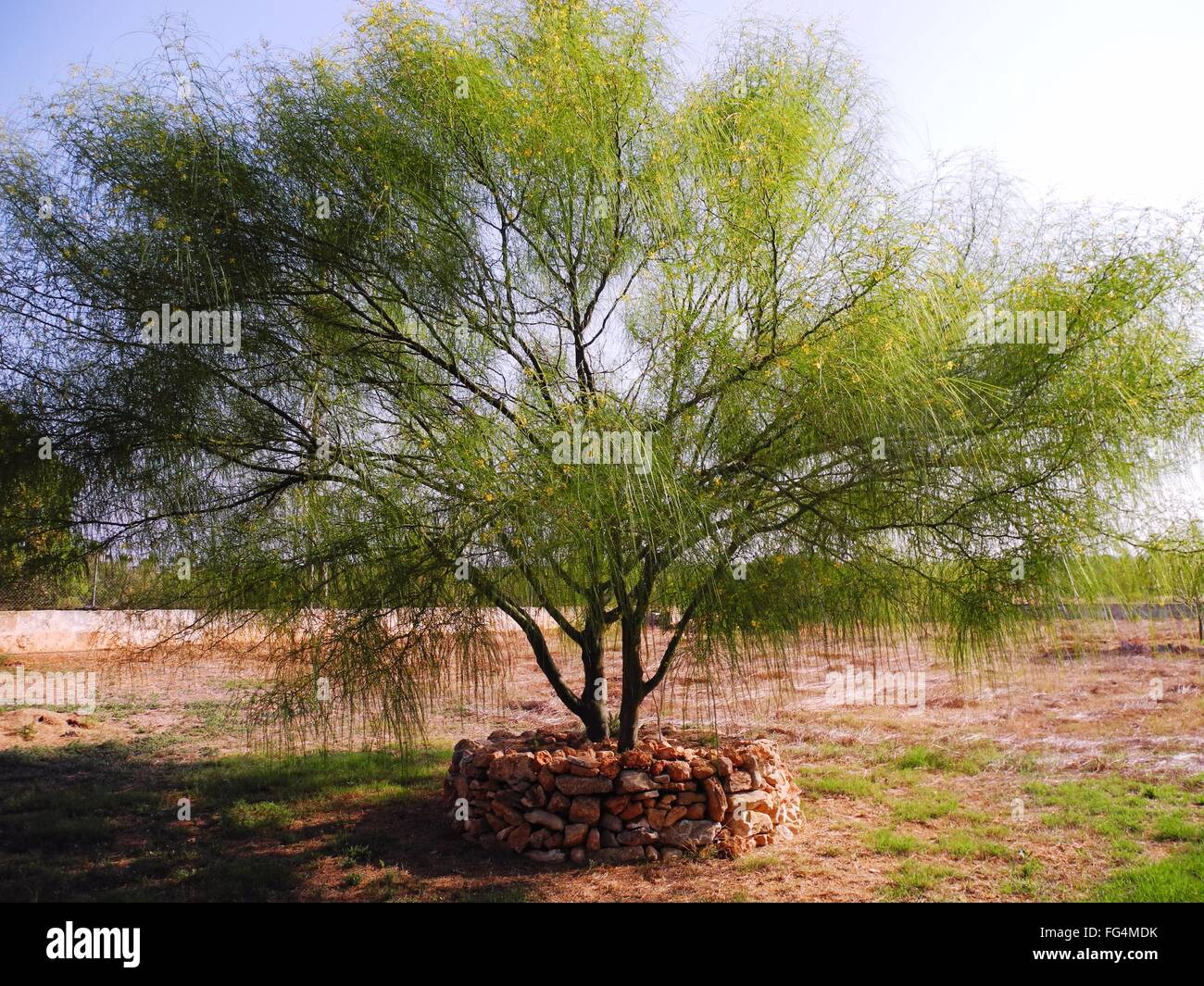 Green weeping willow tree hi-res stock photography and images - Alamy