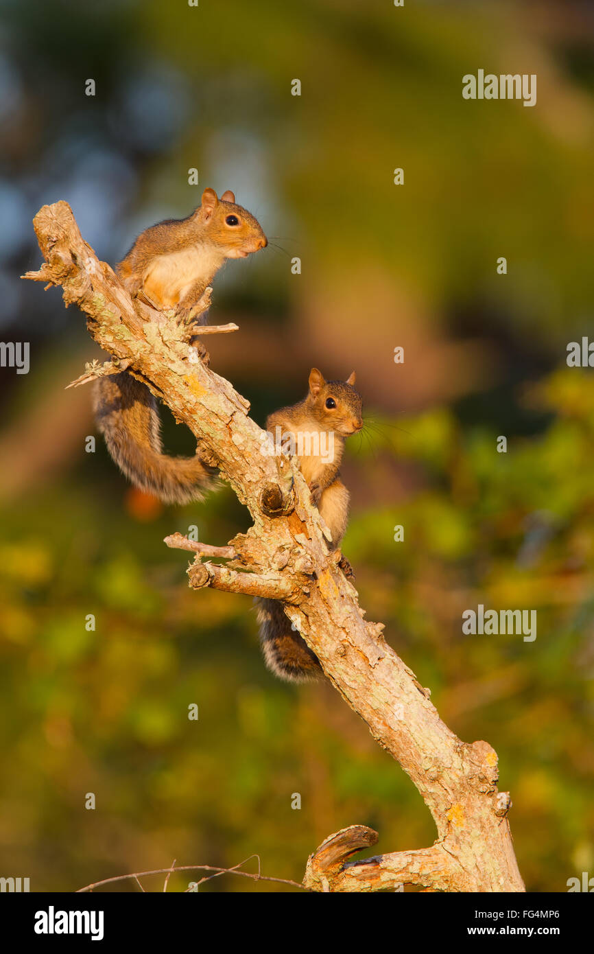 Two young grey squirrels playing on a snag in Florida Stock Photo - Alamy