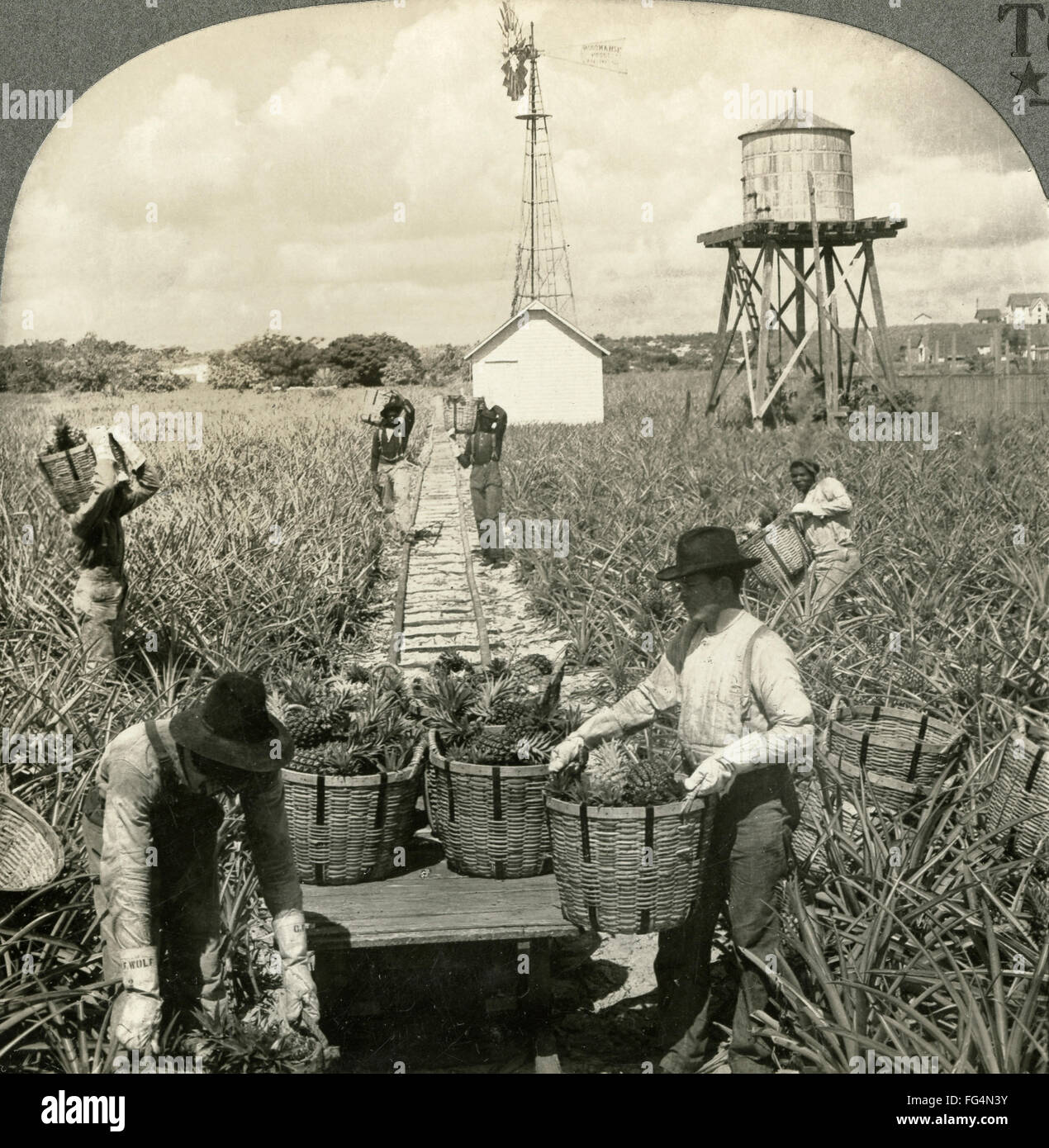 FLORIDA: PINEAPPLES. /nWorkers harvesting Indian River Pineapples in ...