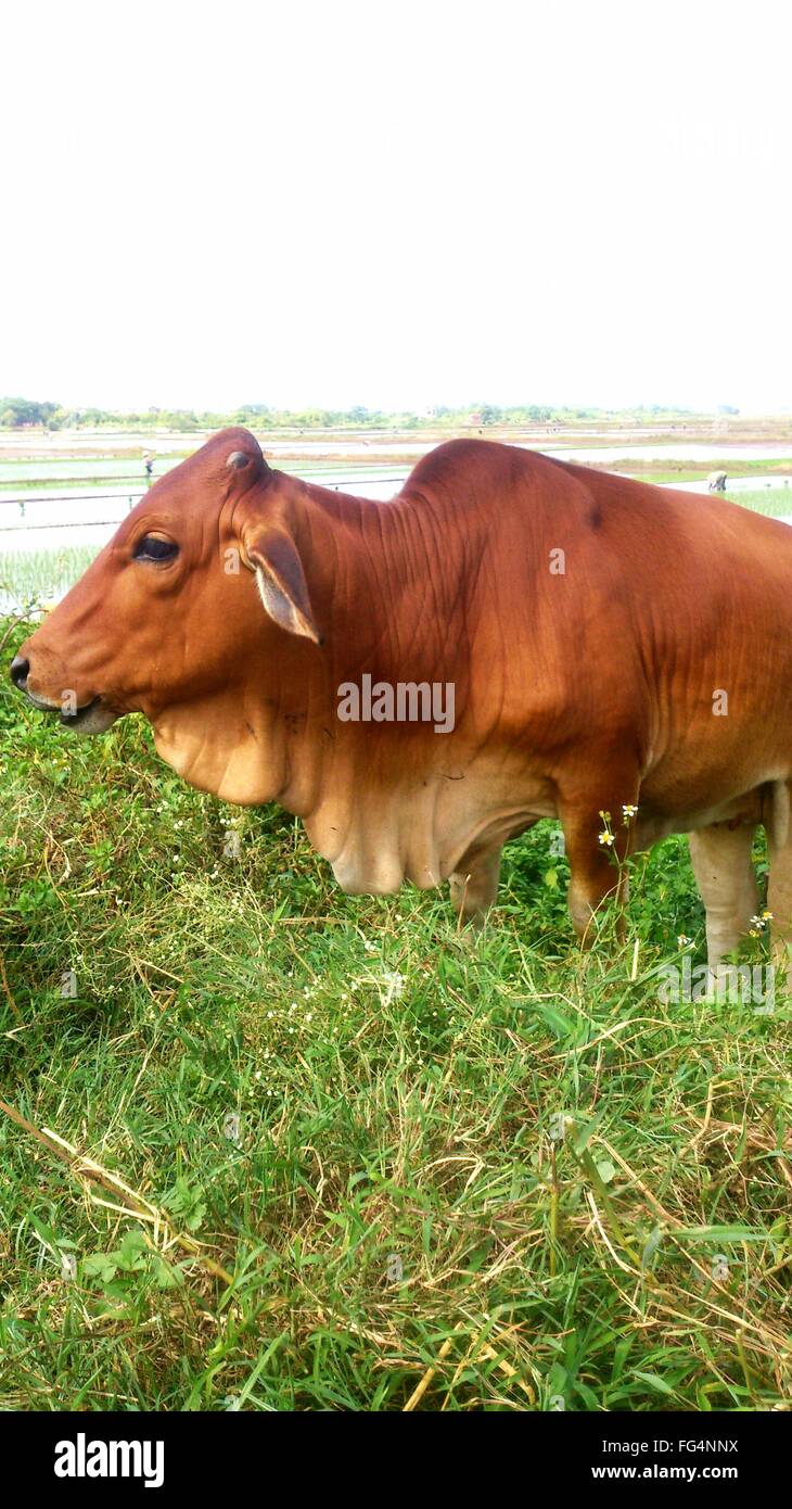 One cow side view on field hi-res stock photography and images - Alamy