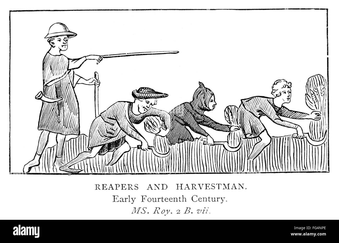 HARVESTING, 14th CENTURY. /nReapers and harvesters. Engraving after an ...