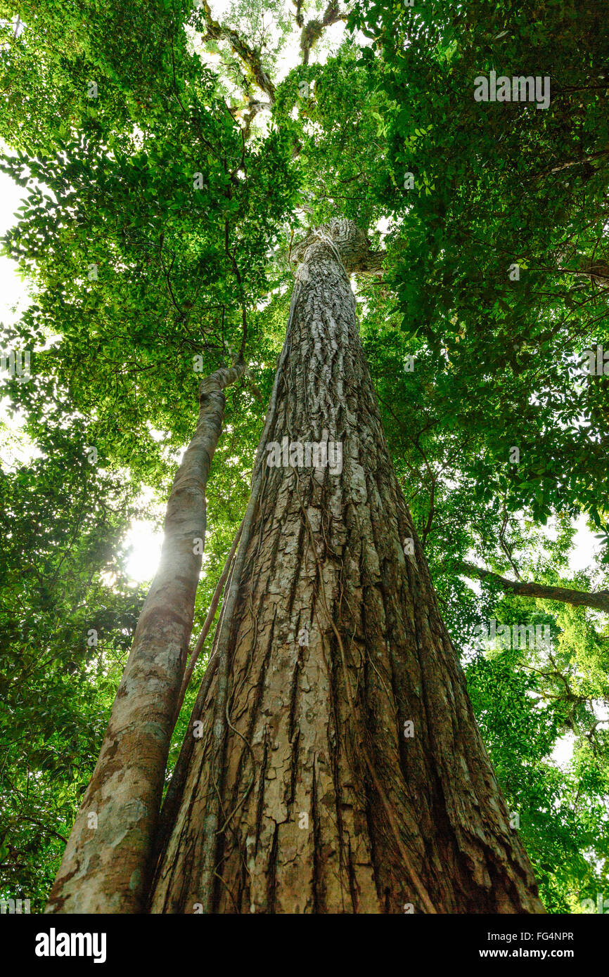 Canopy tree hi-res stock photography and images - Alamy