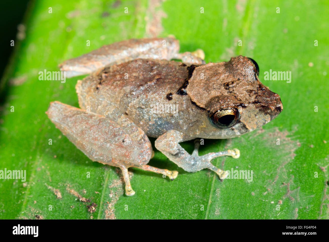 Rain Frog (Pristimantis luscombei) of a leaf in the rainforest, Pastaza ...