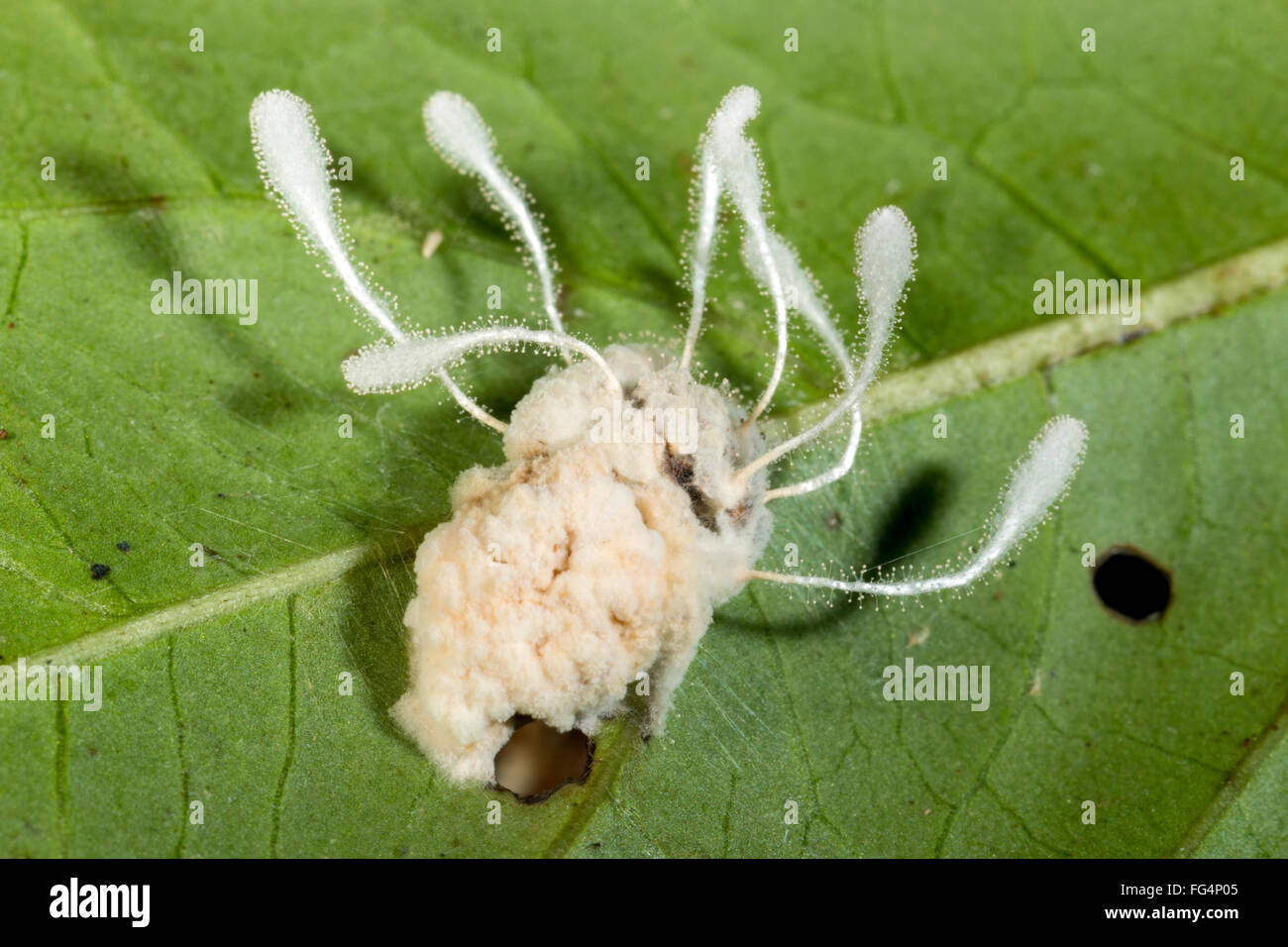 Unidentified Cordyceps fungus infecting an insect in the rainforest ...