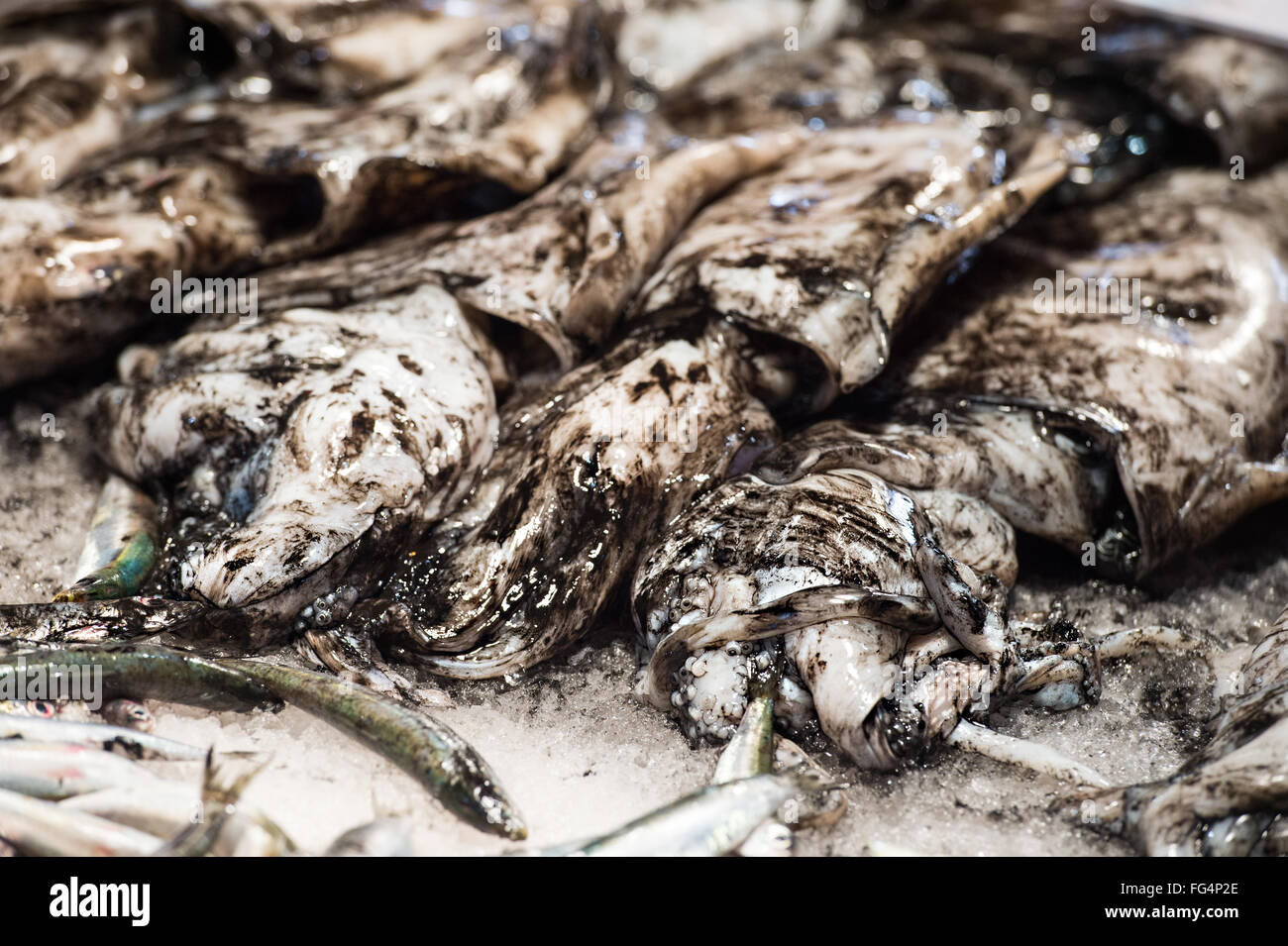 Traditional dishes are cooked to spahetti with black cuttlefish Stock ...