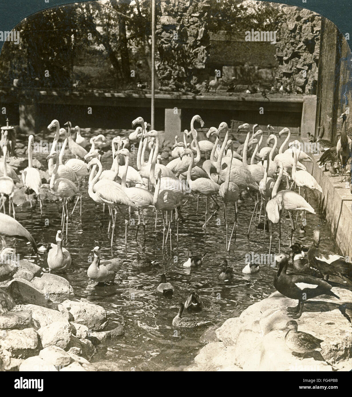 INDIA: FLAMINGOS, c1907. /n'Beautiful Indian flamingoes in the gardens ...