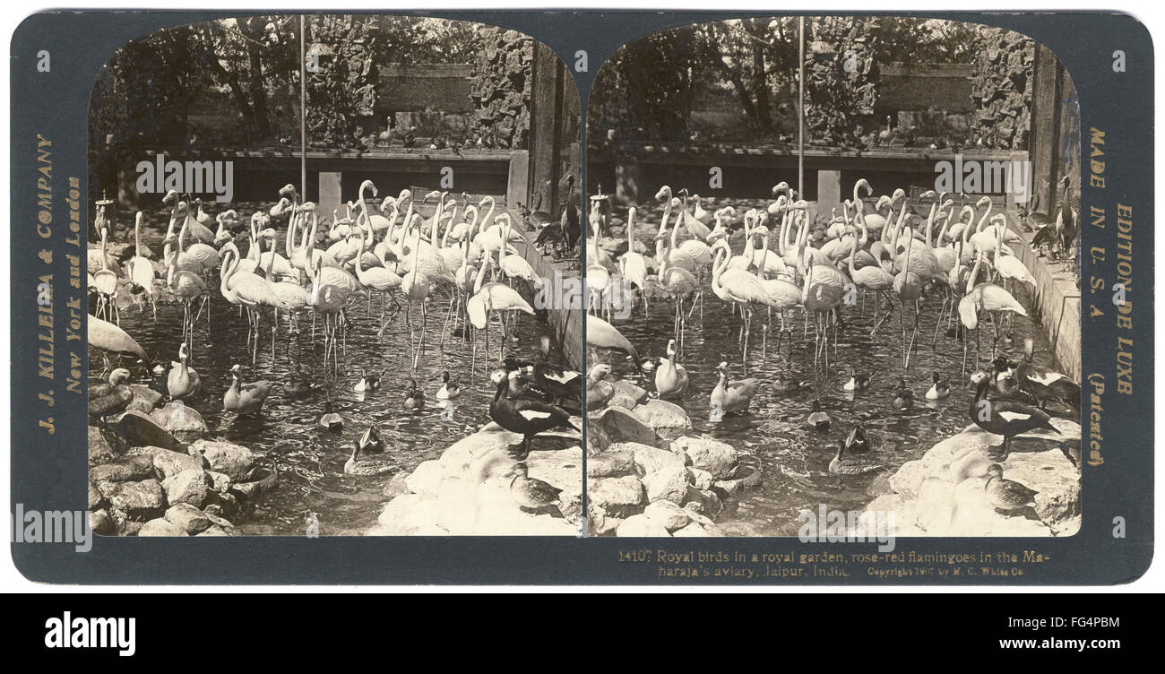 INDIA: FLAMINGOS, c1907. /n'Beautiful Indian flamingoes in the gardens ...