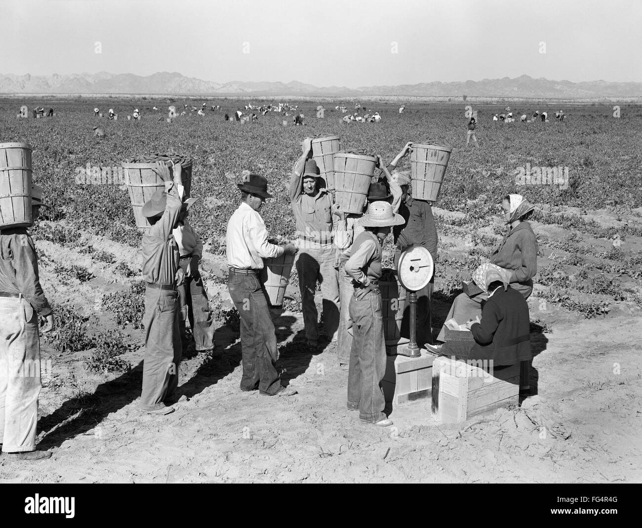 CALIFORNIA: PEA FIELD, 1939. /nWorkers weighing bushels of peas in a ...