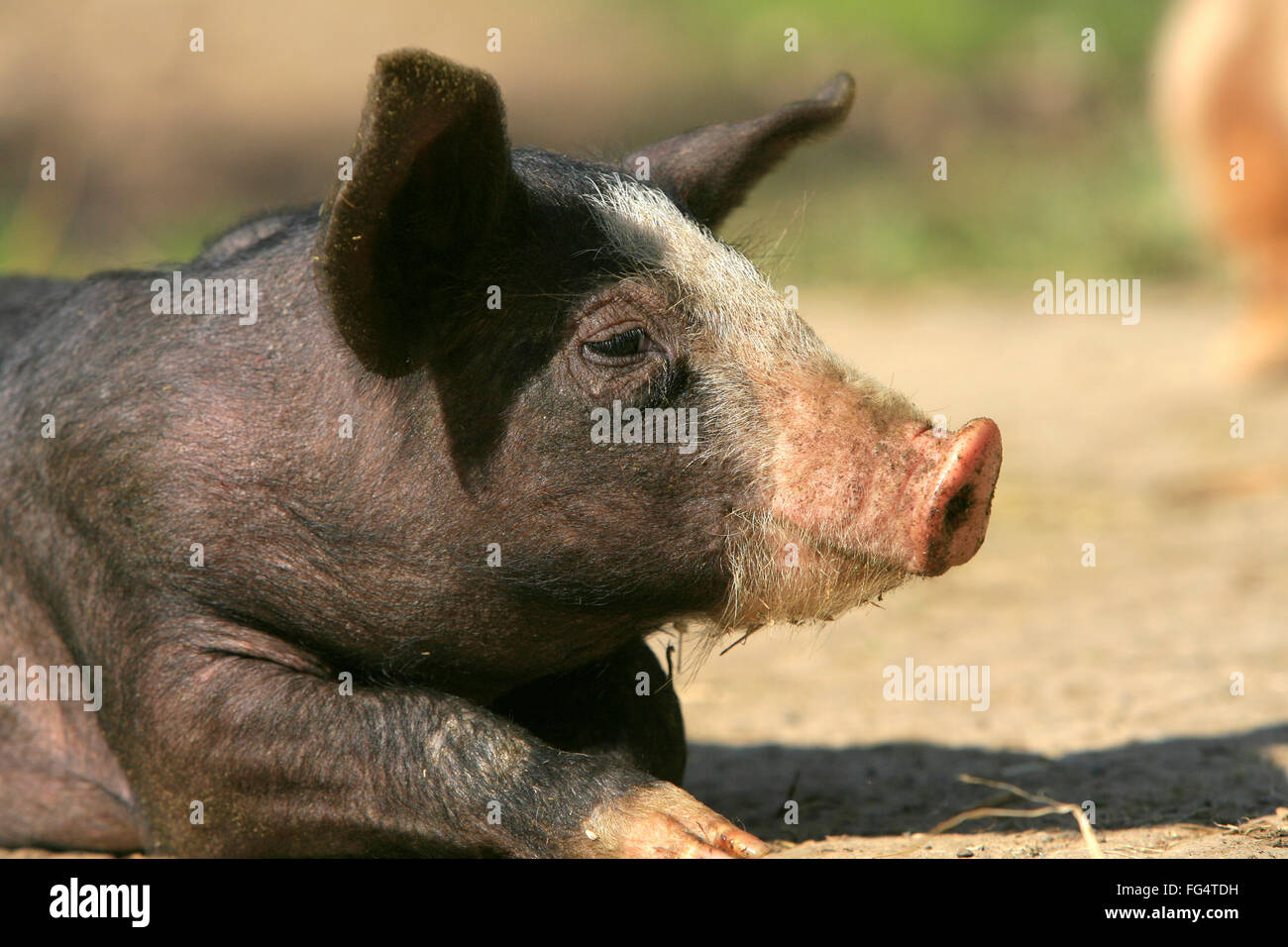 Pig in the sun hi-res stock photography and images - Alamy