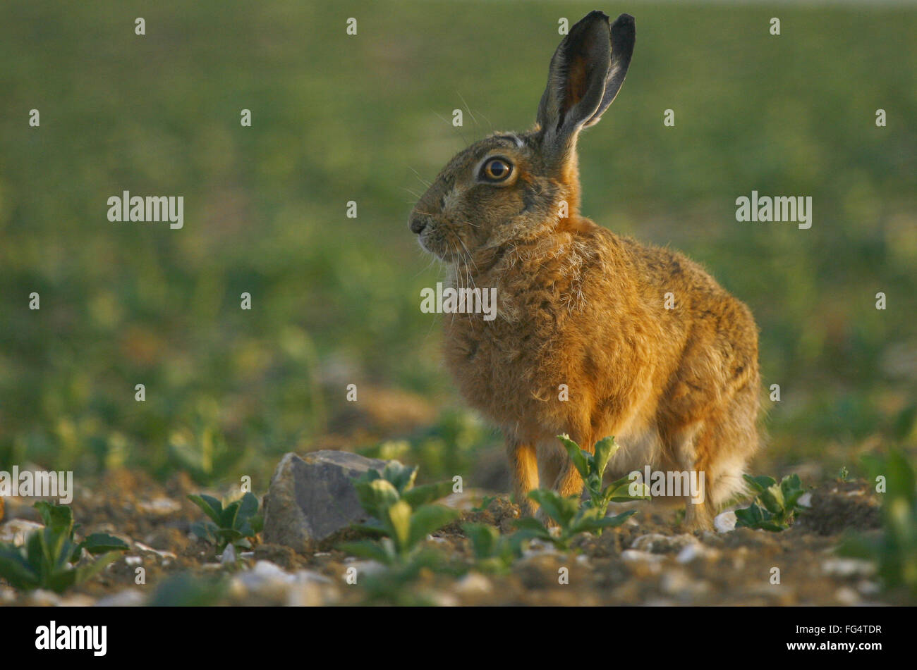 Hare sitting in a field Stock Photo - Alamy