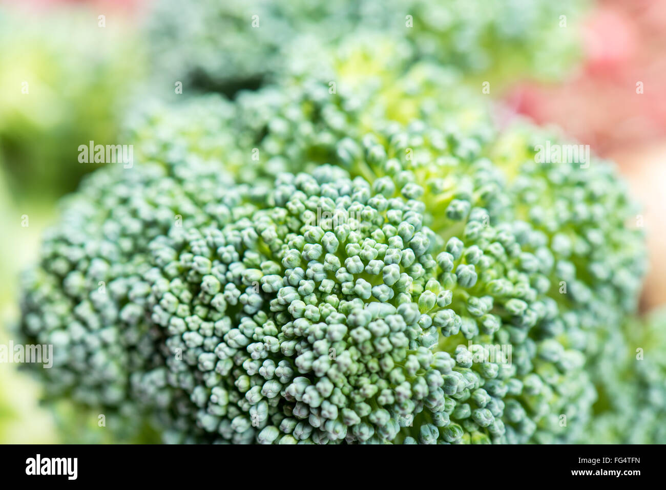 Macro in the garden hi-res stock photography and images - Alamy