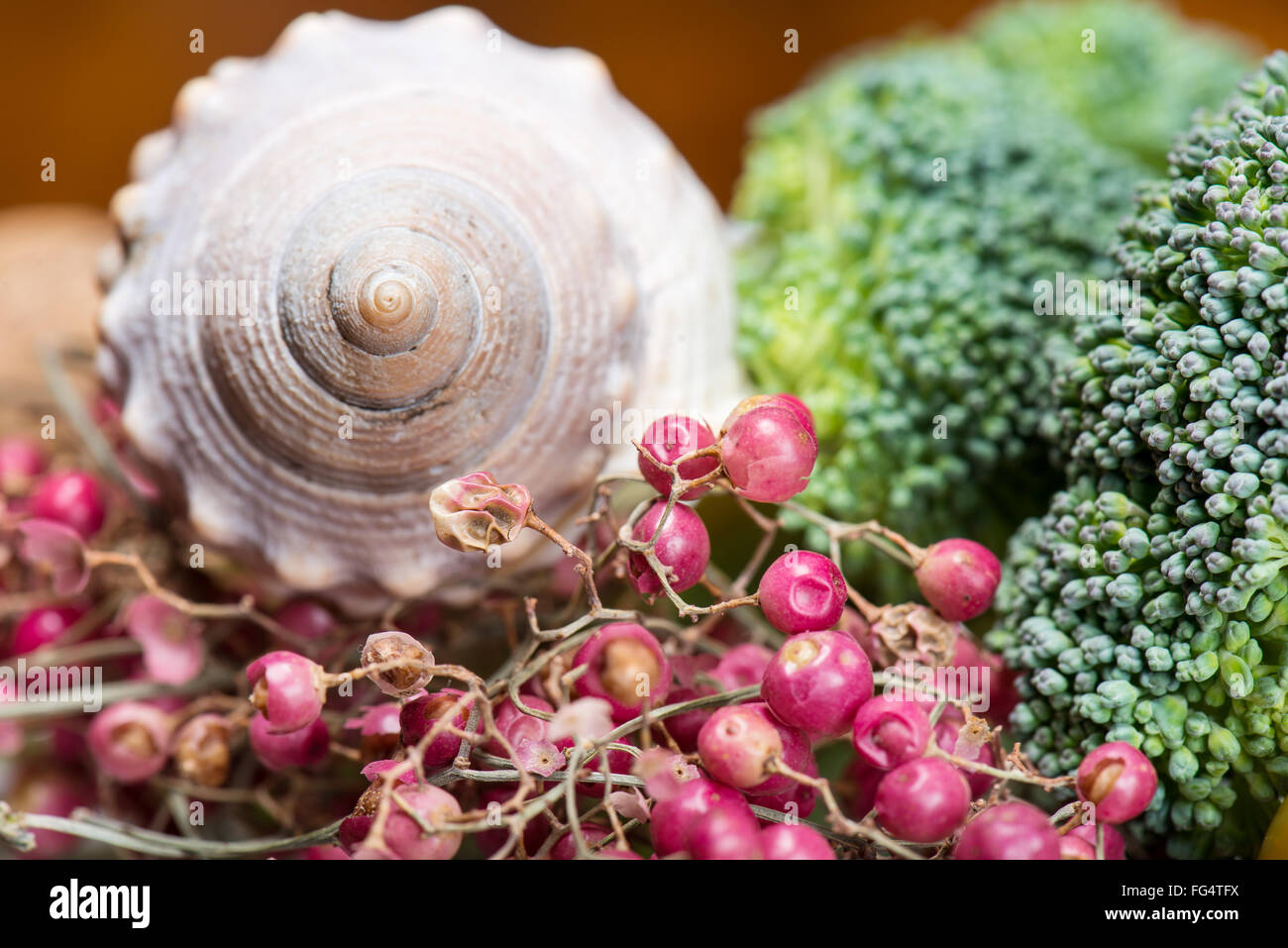Shell composition and broccoli - still life macro Stock Photo - Alamy