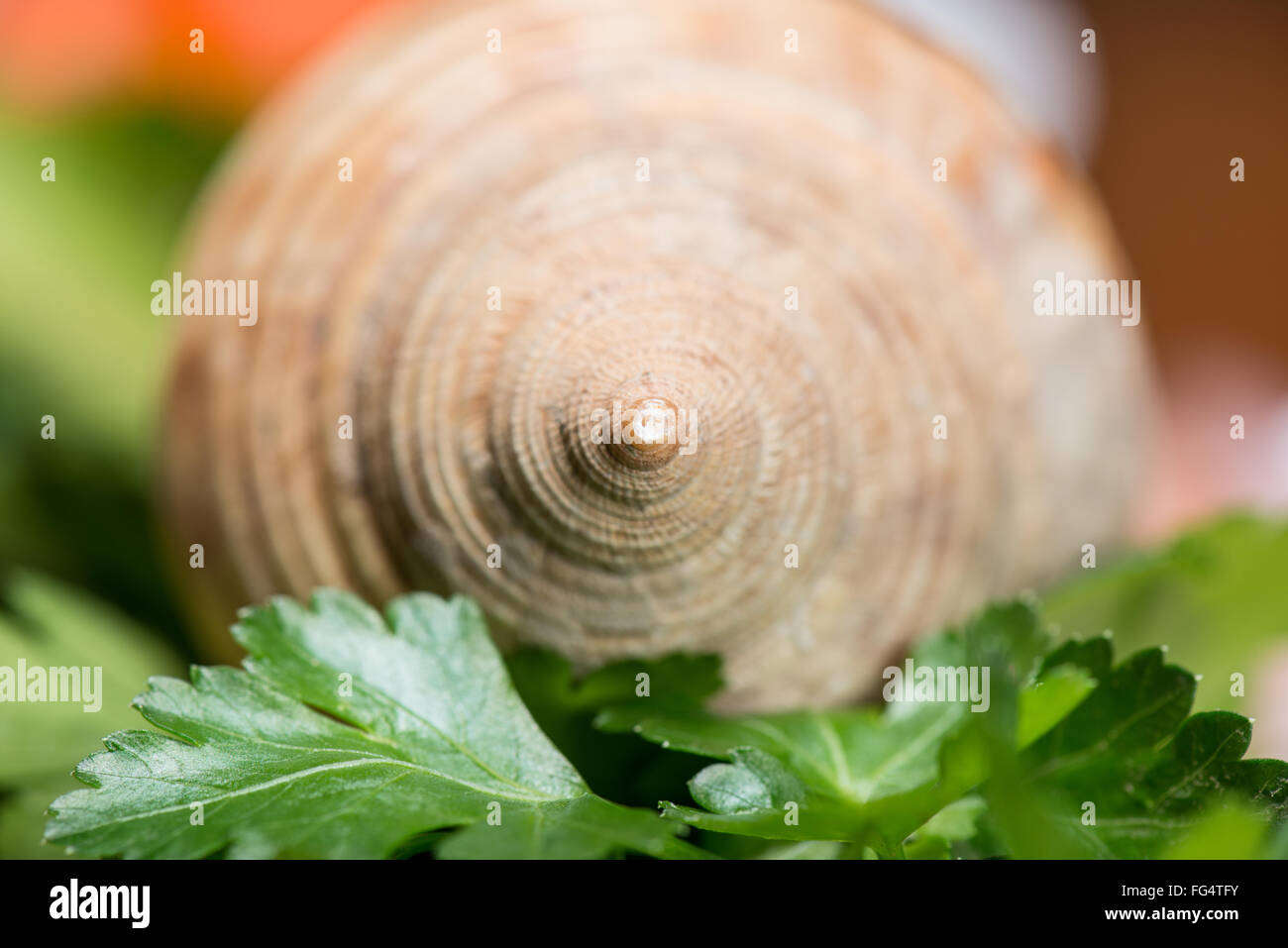 Shell on a bed of parsley Stock Photo - Alamy