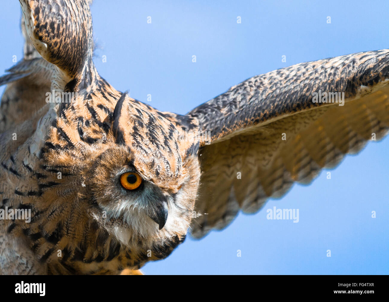 Intense focused hi-res stock photography and images - Alamy