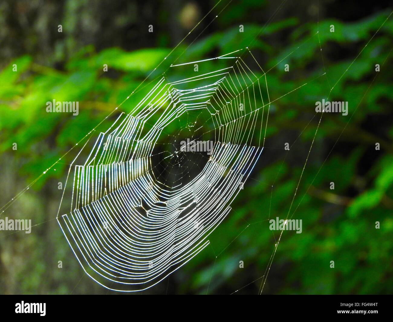 Spider web close hi-res stock photography and images - Alamy