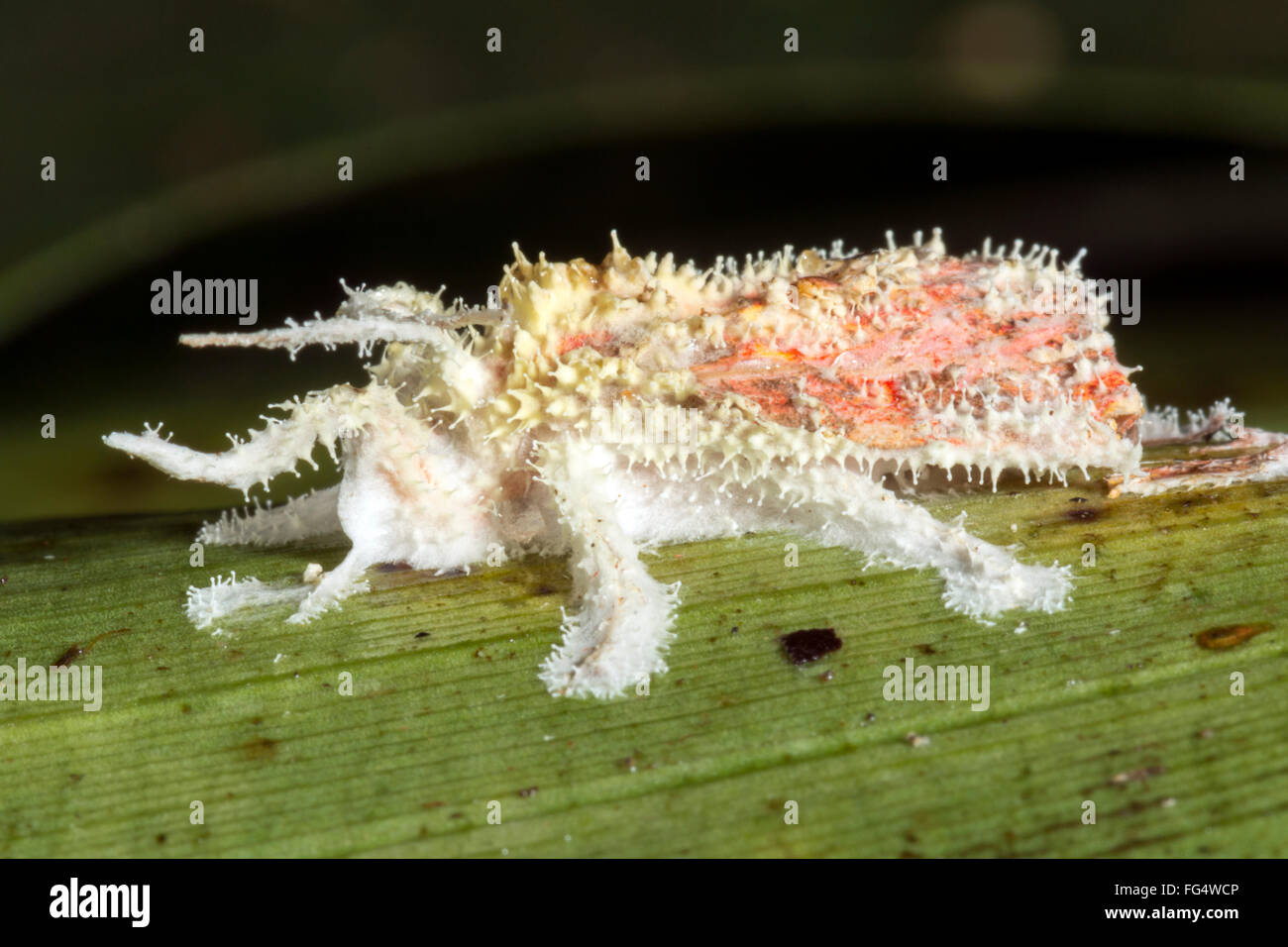 Cordyceps fungus moth hi-res stock photography and images - Alamy