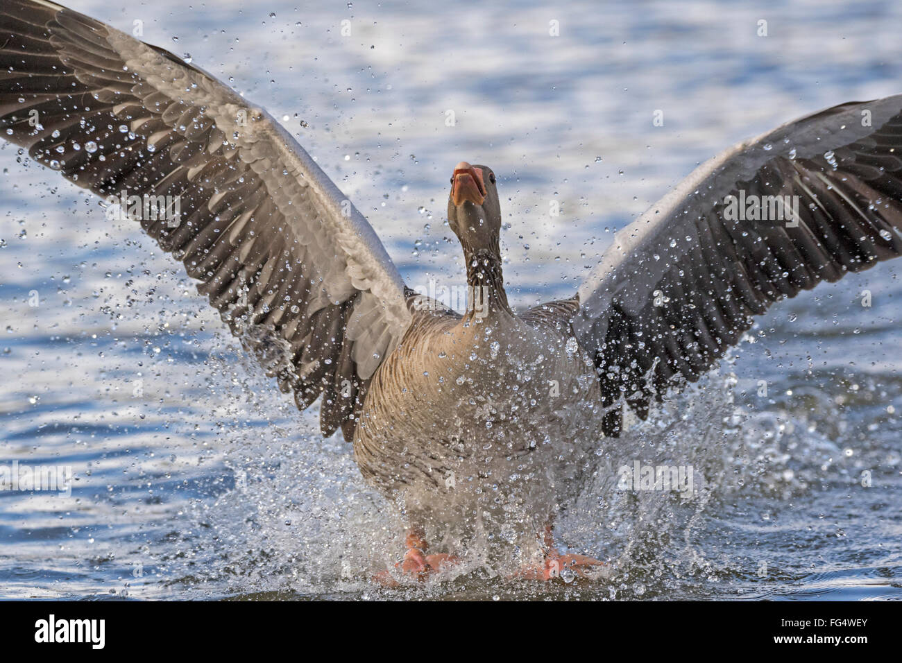 Gray goose, (Anser anser), starting, Hamburg, Germany, Europe Stock ...
