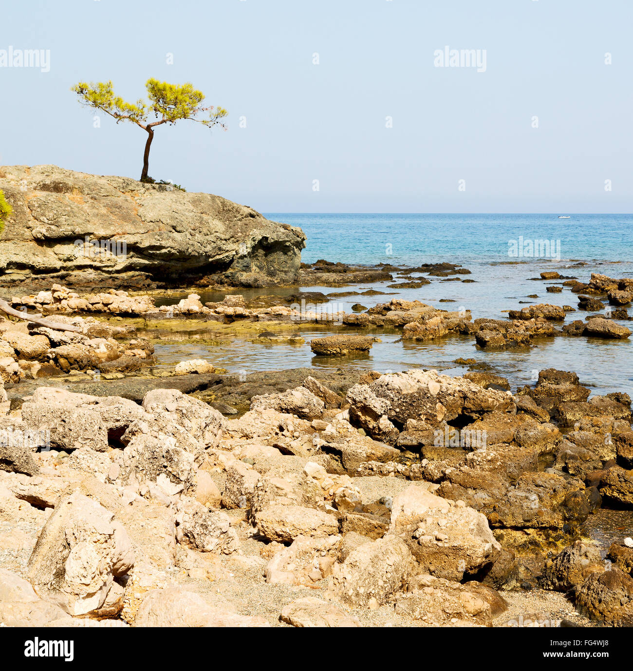in the mediterranean see turkey europe pine plant and tree Stock Photo ...