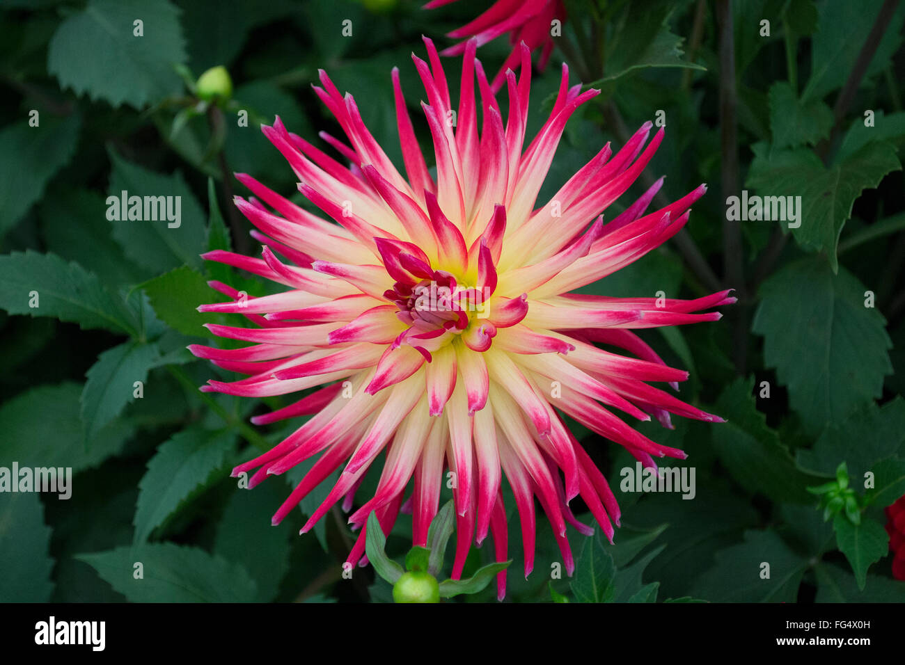Single red and white spiky flower Stock Photo - Alamy