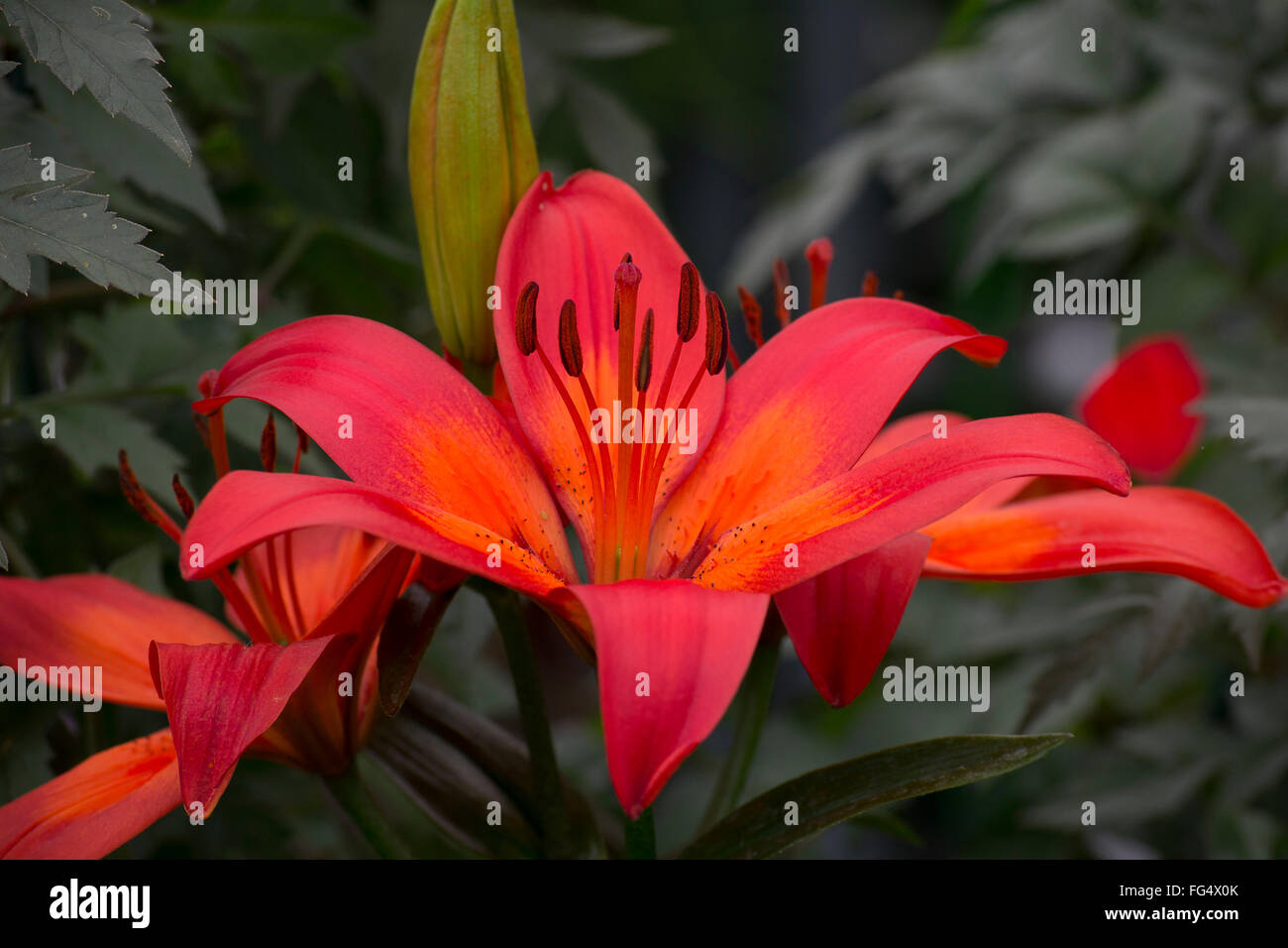 Flame lily flower hi-res stock photography and images - Alamy