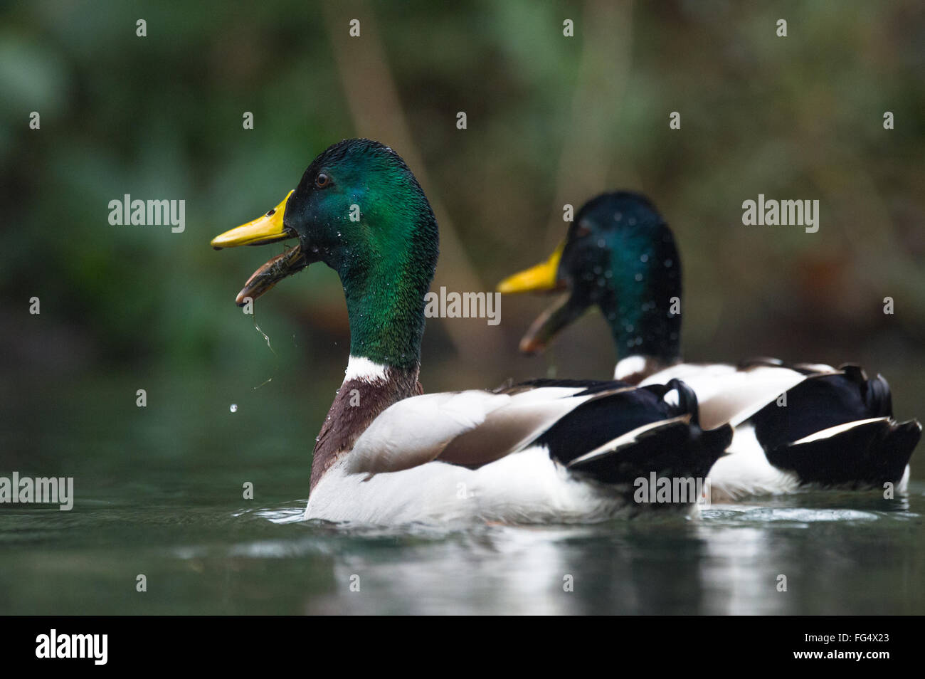 Male mallard ducks hi-res stock photography and images - Alamy