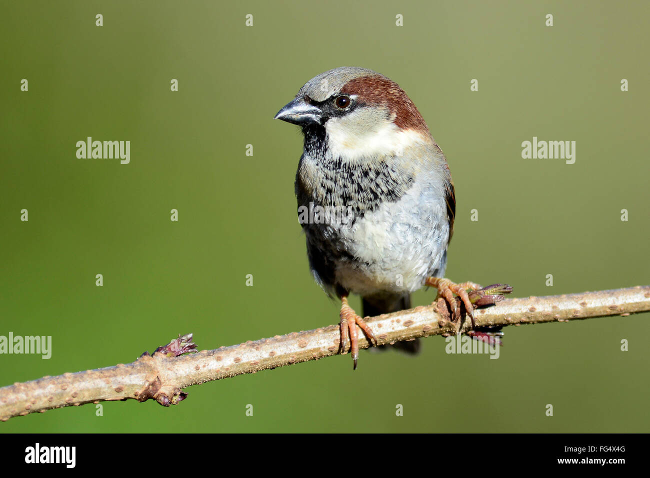 Brown house sparrow hi-res stock photography and images - Alamy