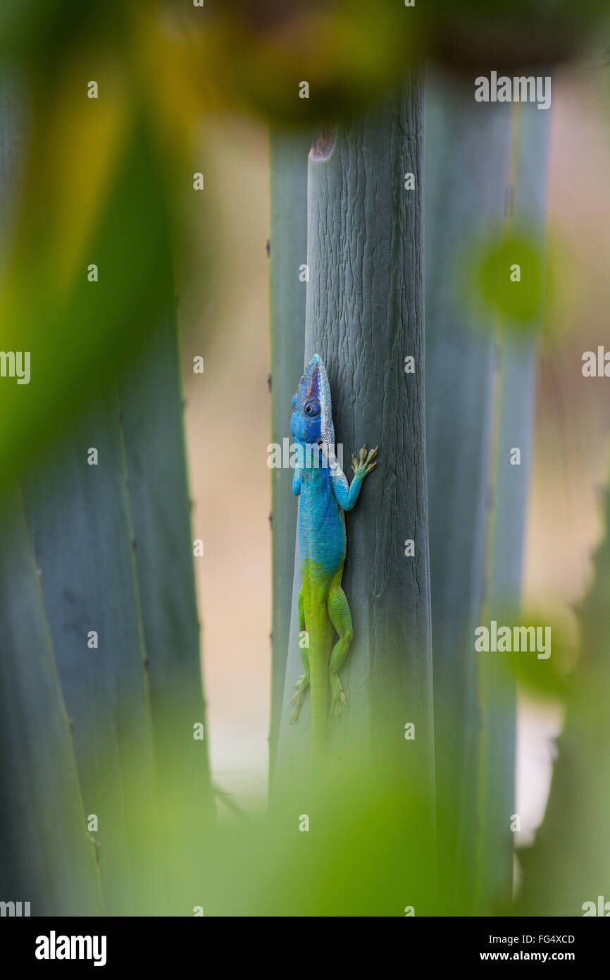 Cayo Coco nature reserve, Cuba Stock Photo - Alamy