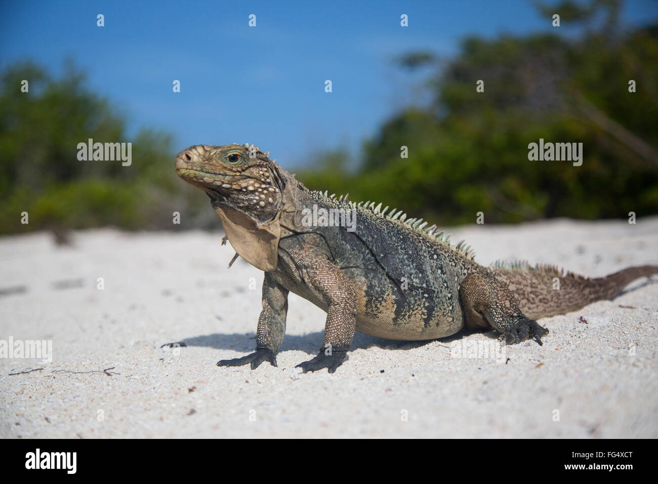 Cuban Iguana on the beach at Jardines de la Reina Marine Reserve, Cuba ...