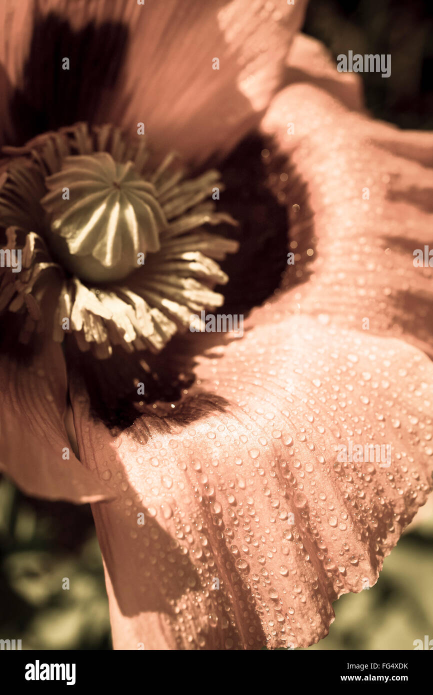 Poppy flower head with rain drops on the petals and a filter applied ...