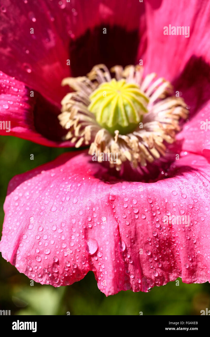 Pink poppy flower head with rain drops on the petals Stock Photo - Alamy