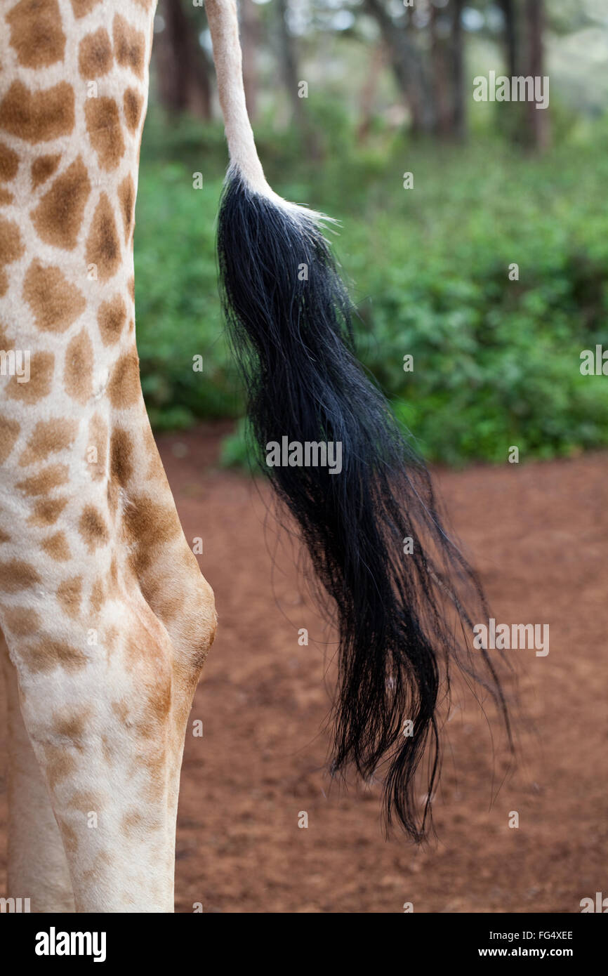 Giraffe tail hi-res stock photography and images - Alamy