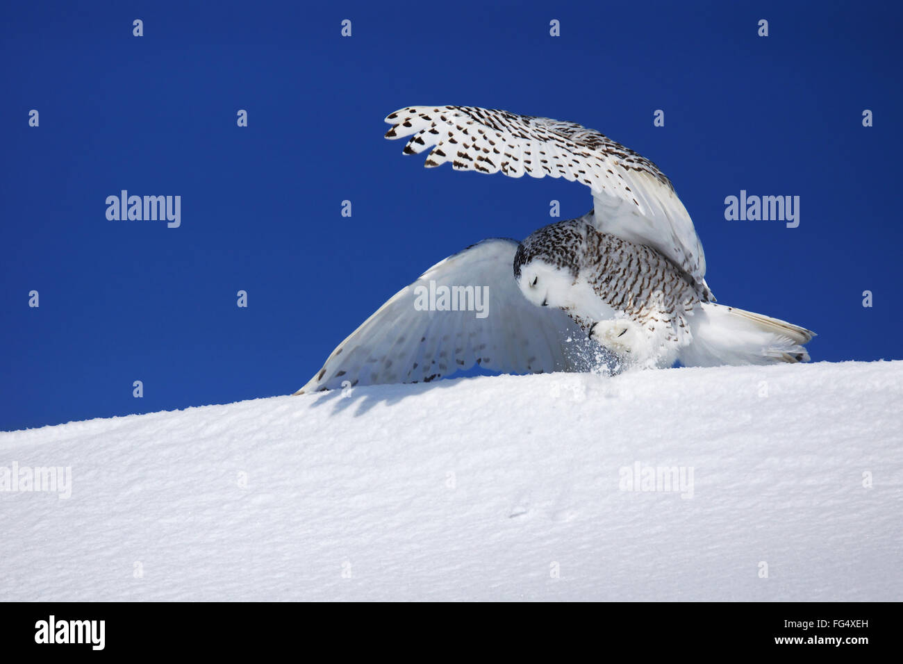 Snowy owl catching prey hi-res stock photography and images - Alamy