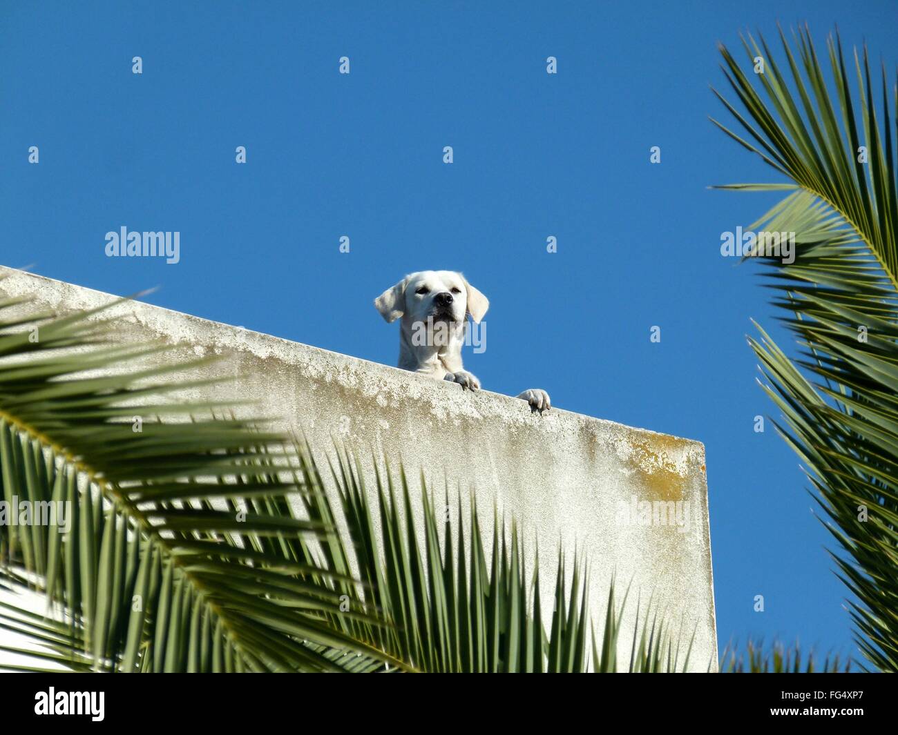 Low Angle View Of Labrador Retriever Looking Over Building Against ...