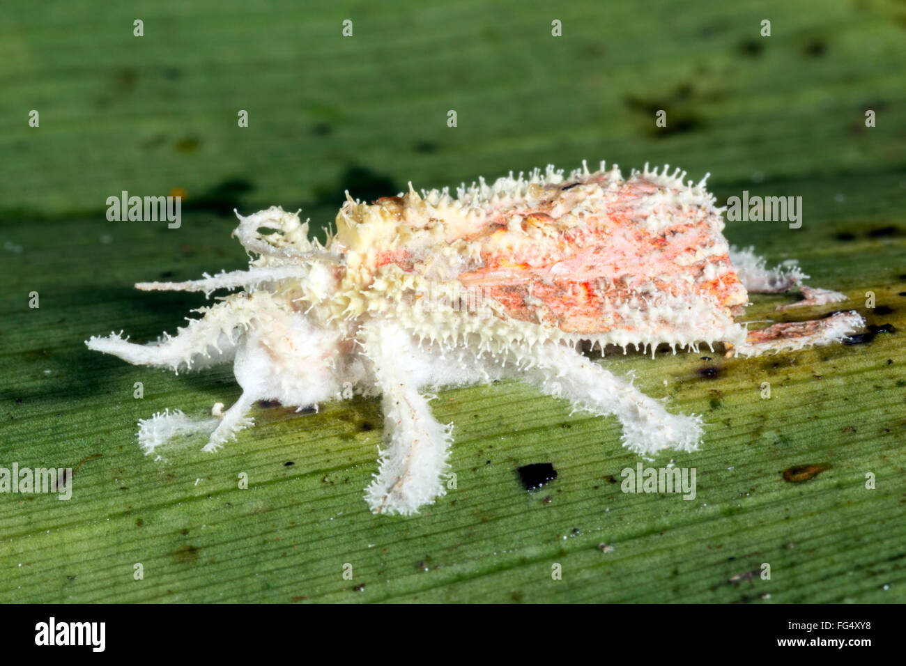 Cordyceps fungus moth hi-res stock photography and images - Alamy