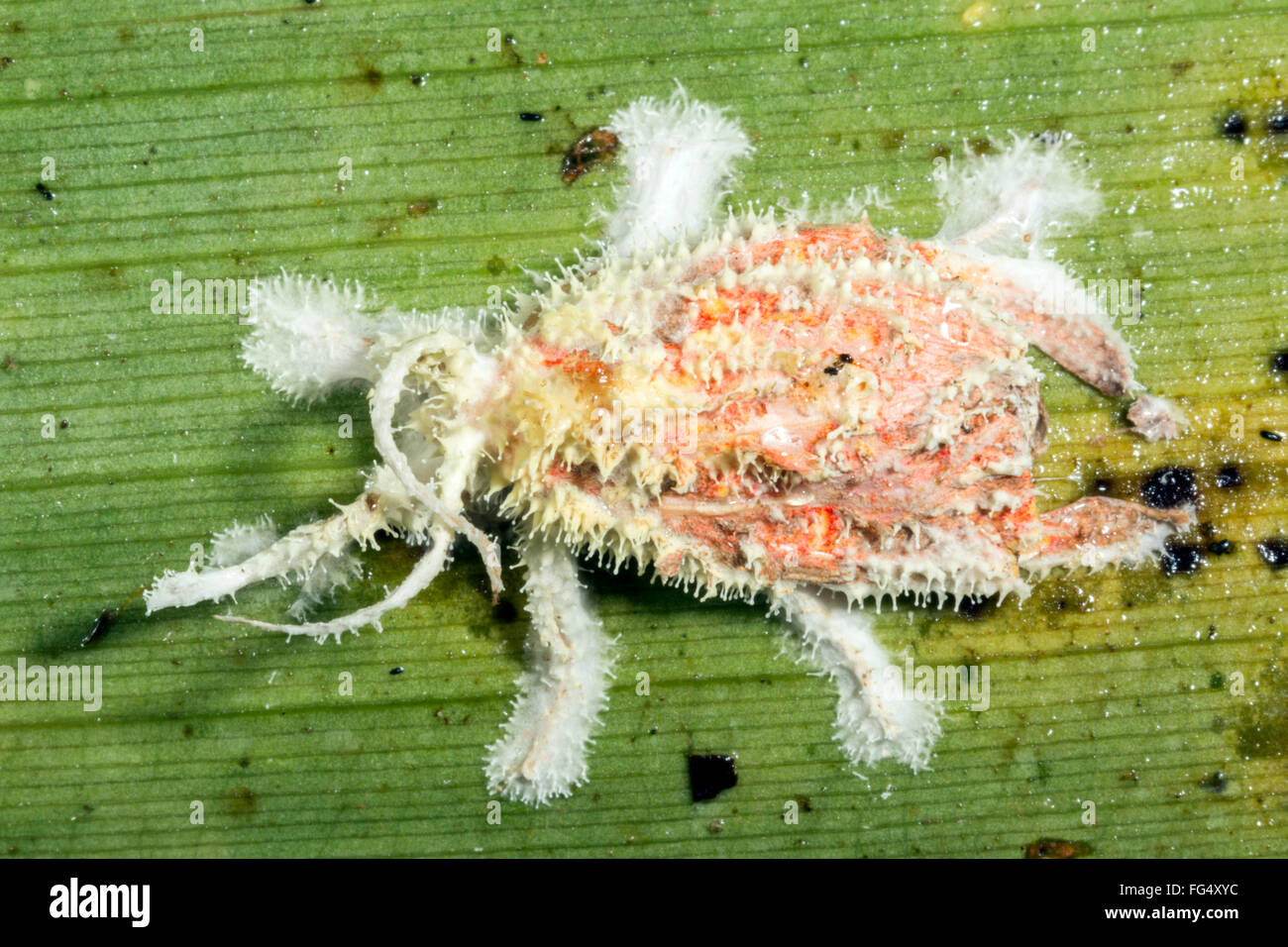 Cordyceps fungus moth hi-res stock photography and images - Alamy