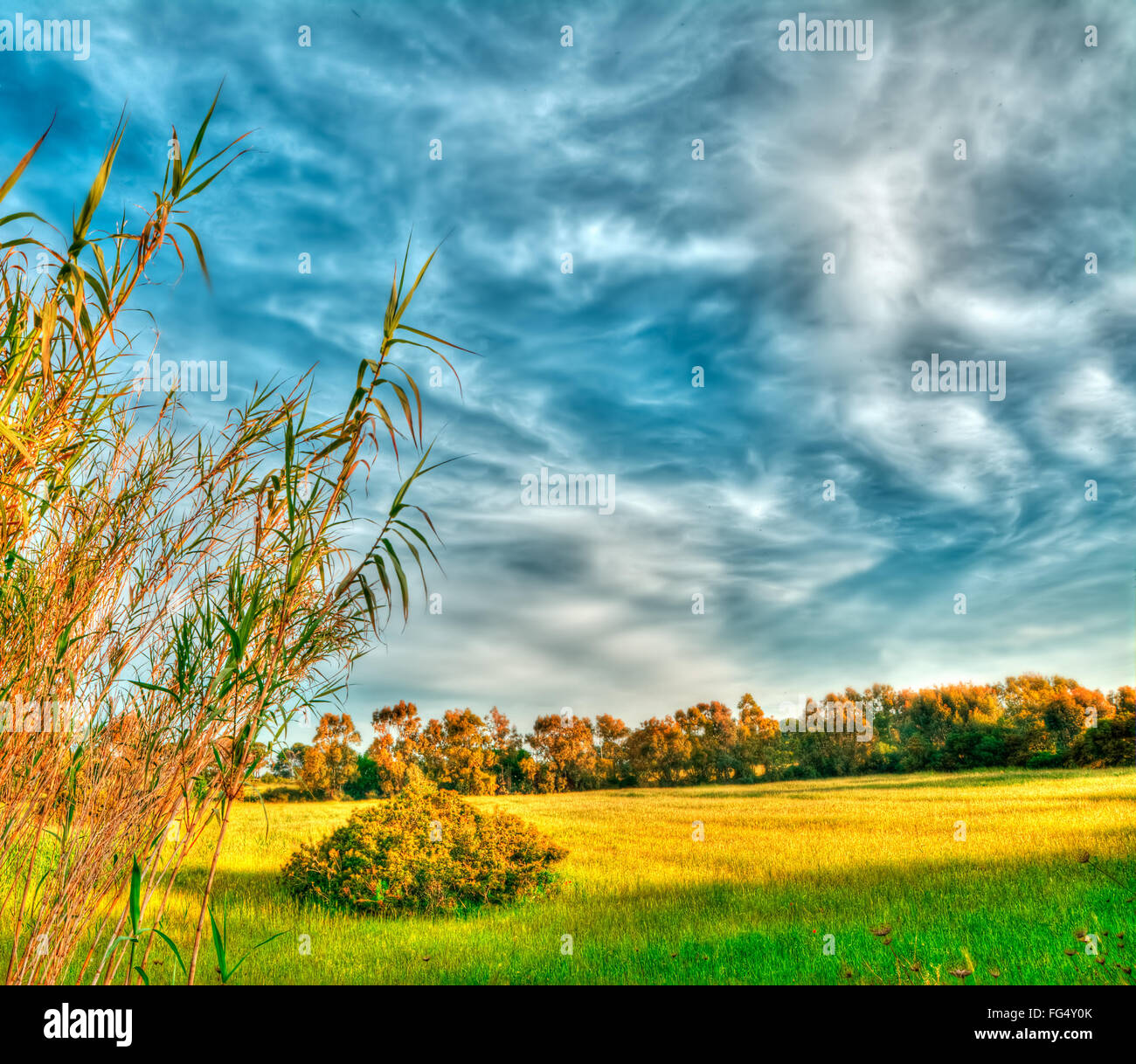 reeds in the countryside at sunset Stock Photo - Alamy