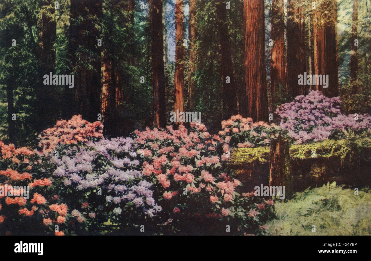 CALIFORNIA: RHODODENDRONS. /nRhododendrons in bloom along the Redwood ...