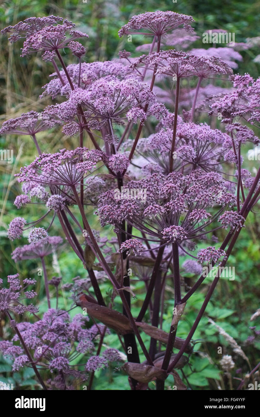 Wild growing Angelica sylvestris 'Purpurea' Stock Photo - Alamy