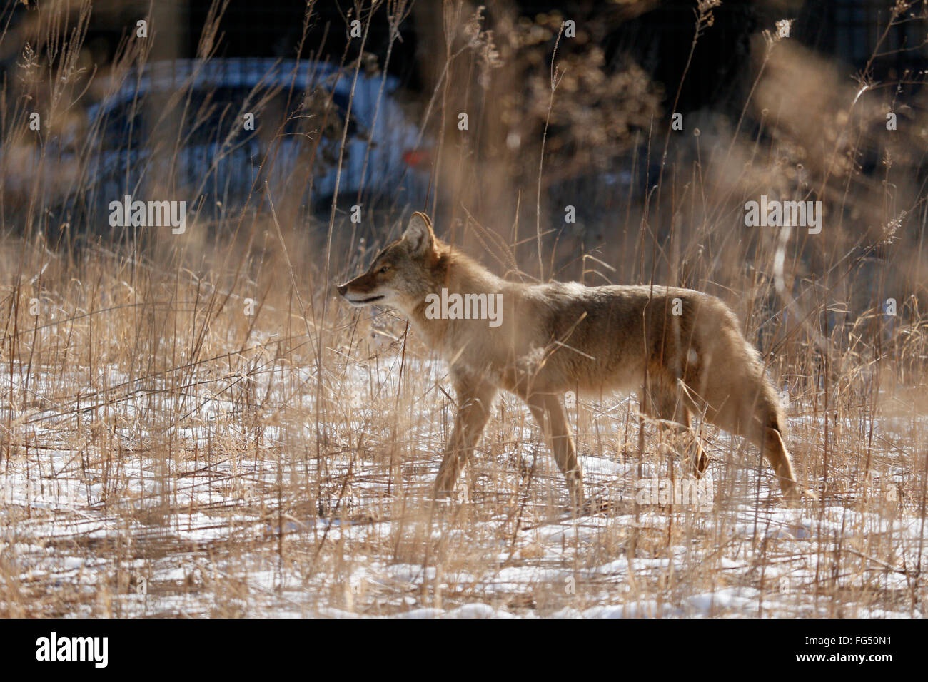 Chicago, USA 17th February 2016. An urban coyote makes itself at home ...