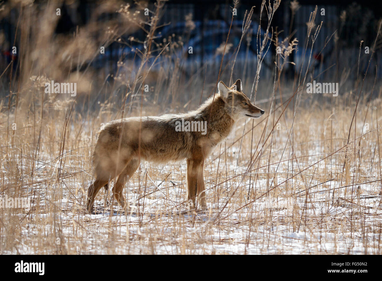 Chicago, USA 17th February 2016. An urban coyote makes itself at home ...