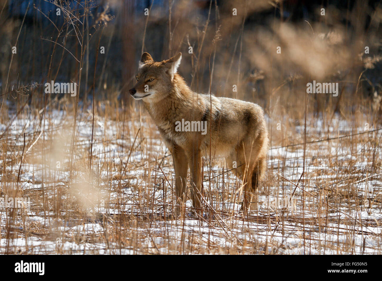 Chicago, USA 17th February 2016. An urban coyote makes itself at home ...