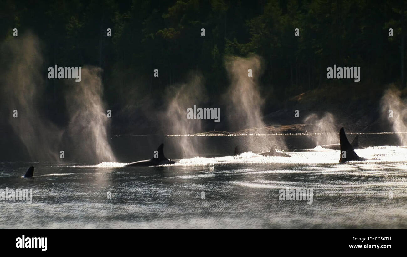Blackfish is a 2013 American documentary film directed by Gabriela ...
