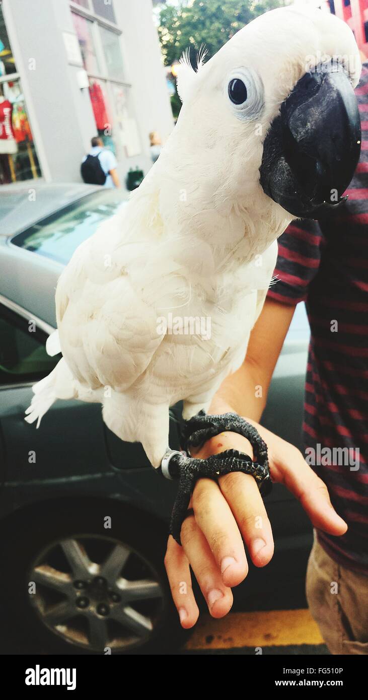 Parrot in wild on hand hi-res stock photography and images - Alamy