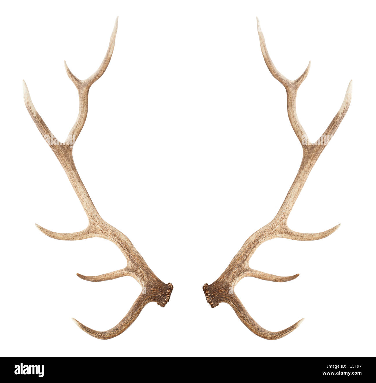Large antler isolated on a white background Stock Photo - Alamy
