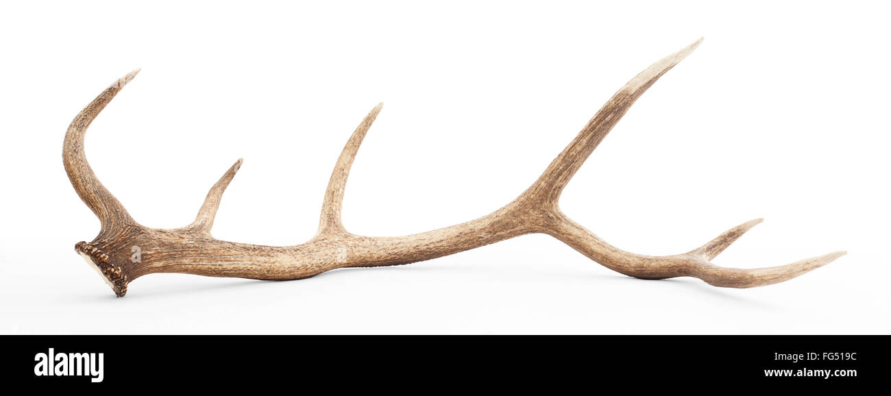 Large antler isolated on a white background Stock Photo - Alamy