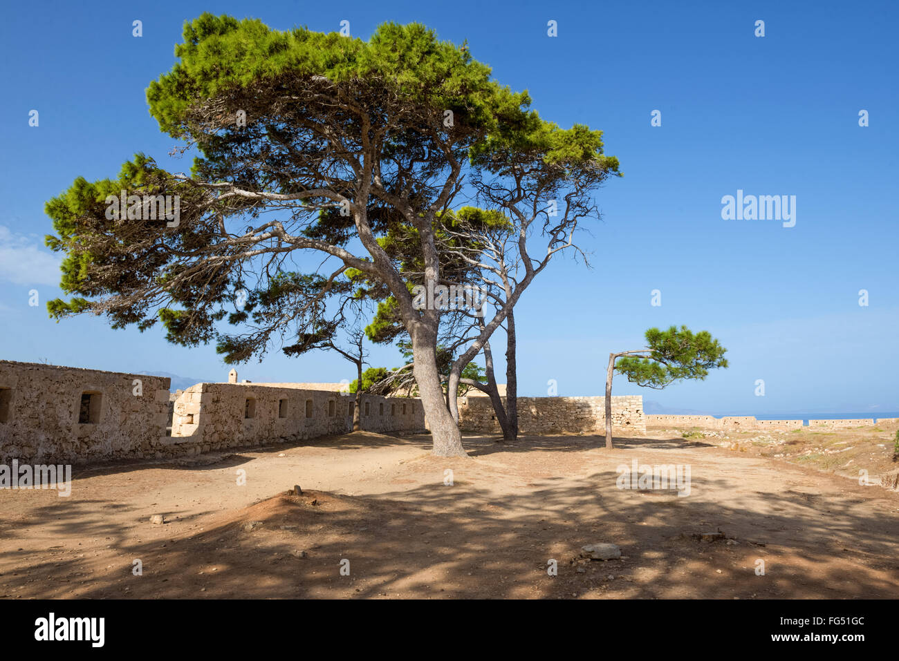 Pine tree in a medieval fortress Stock Photo - Alamy