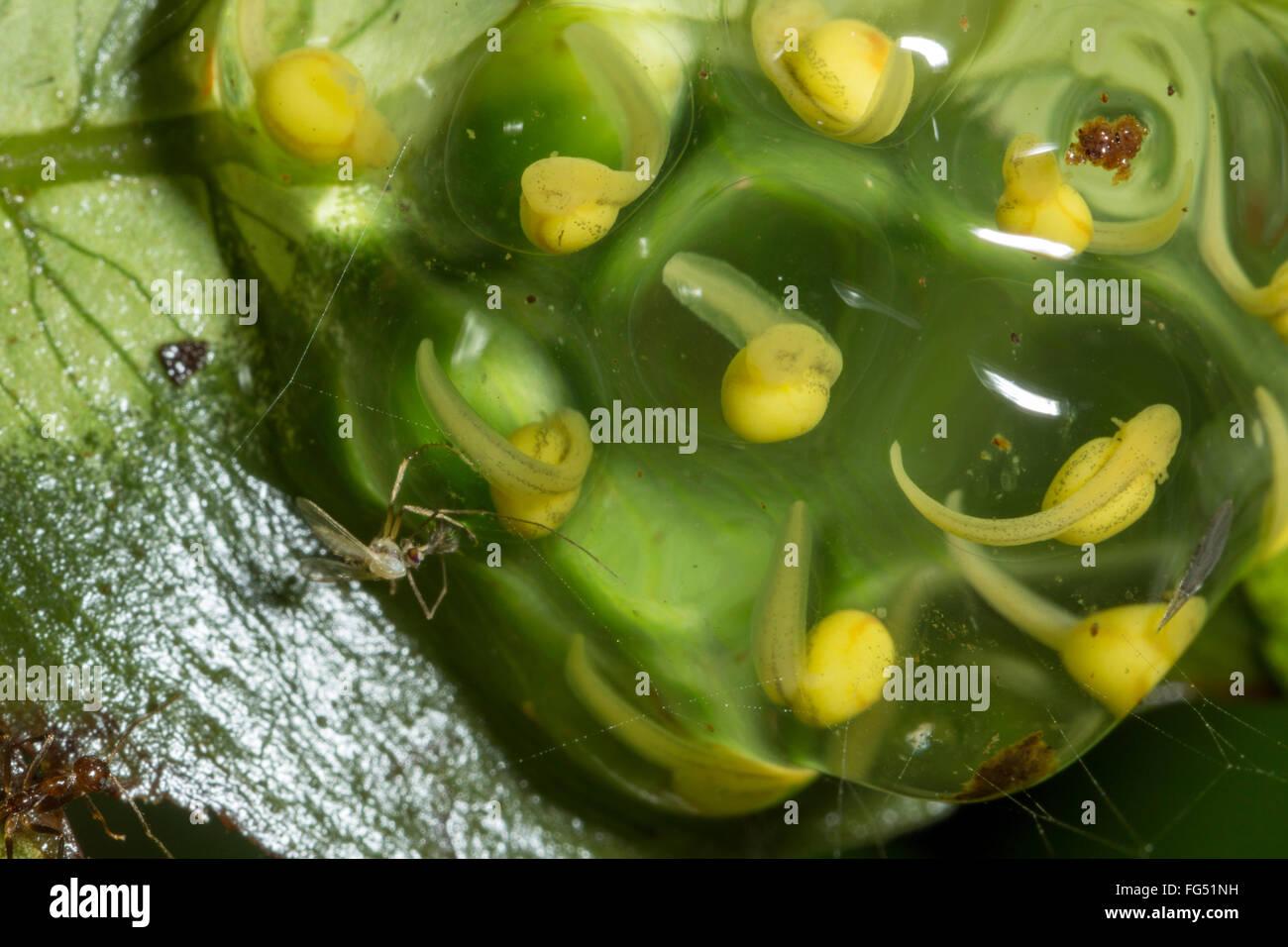 Eggs of Santa Cecilia Cochran Frog (Teratohyla midas) with developing ...